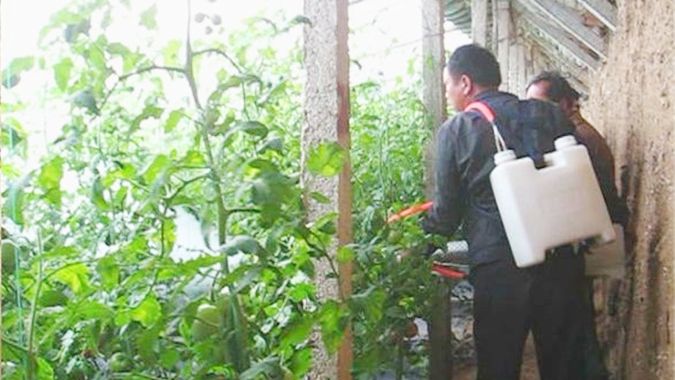 为什么农药不管用?原因在这,教你高效使用农药!