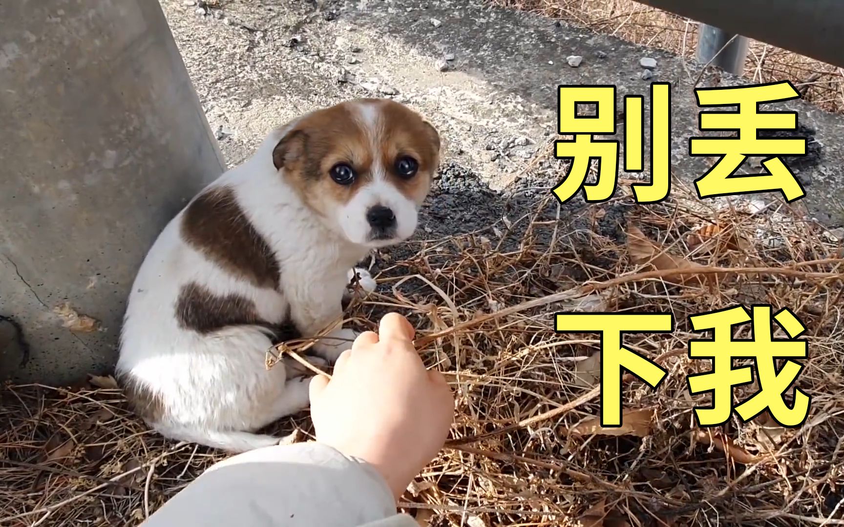 在路边捡到一只小土狗,把它抱在怀里时,狗狗的反应让人心疼