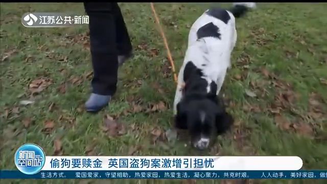 偷狗要赎金!疫情当下窃贼猖獗,英国盗狗案激增引担忧