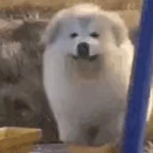 若oo尘 