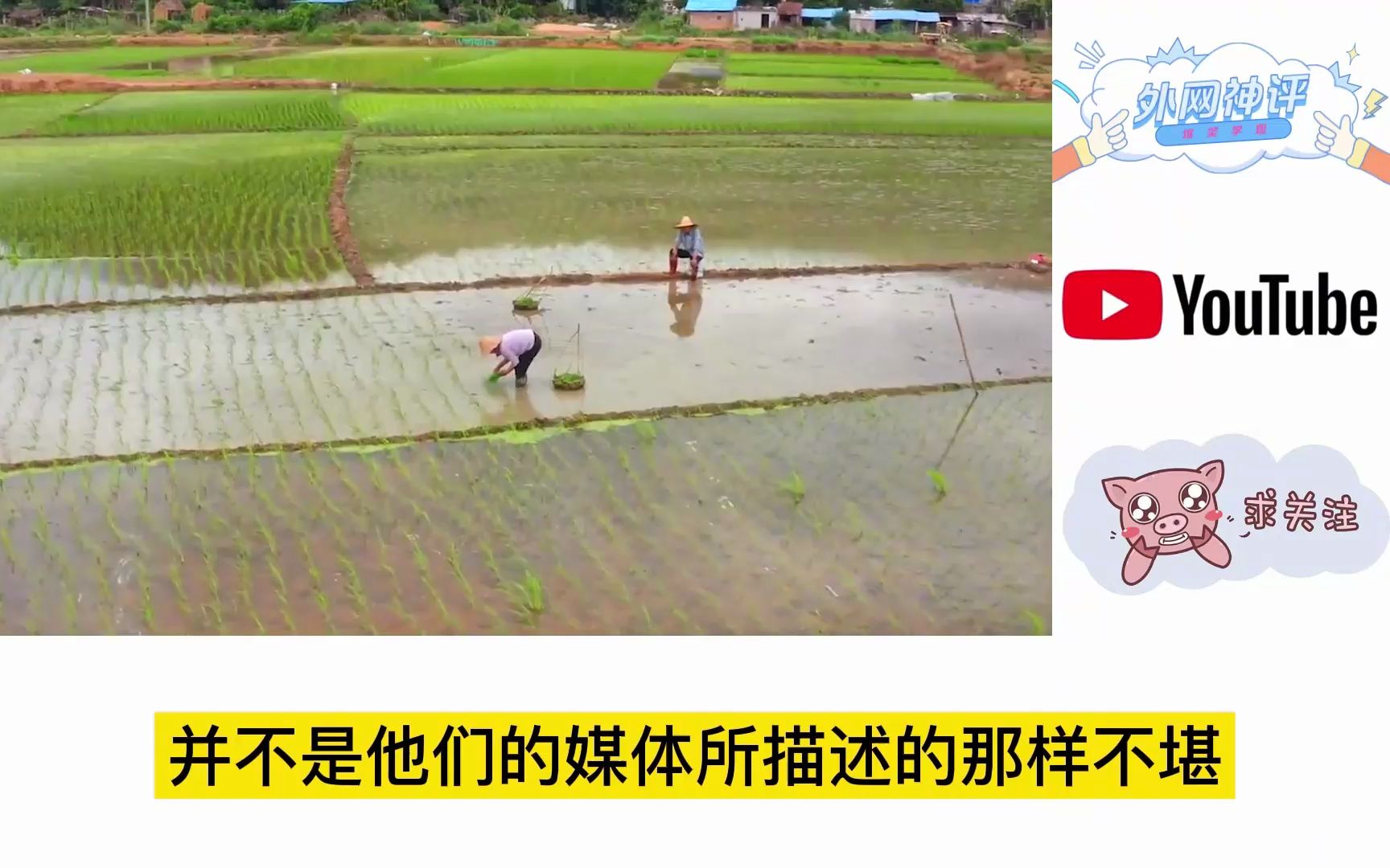 印度博主拍摄中国南方水稻种植,印网民乐了:种植方式这么原始