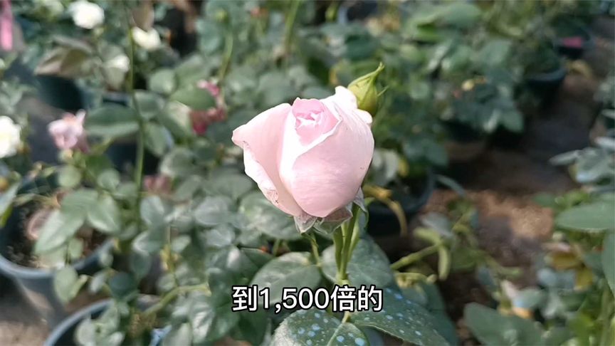 给花卉喷药,不是所有药物都是稀释1000倍,大家一定要注意