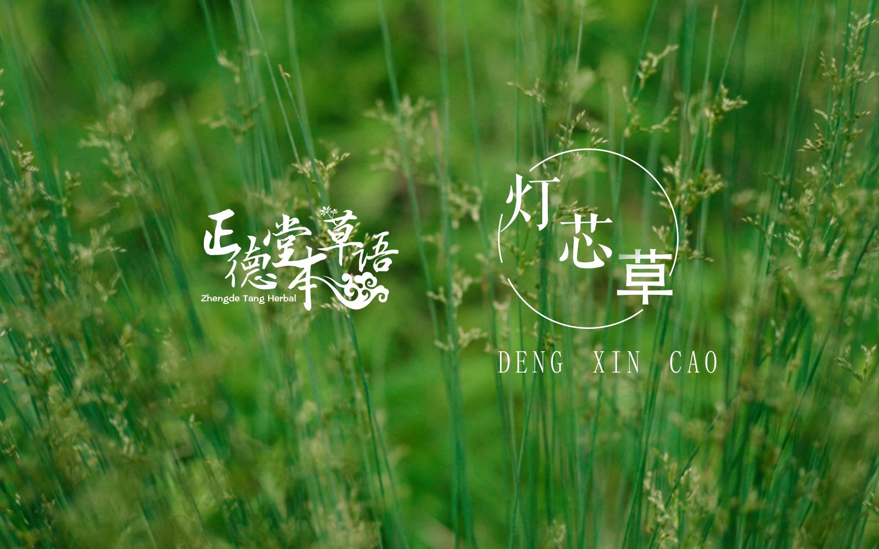 被用作油灯灯芯的本草——灯心草