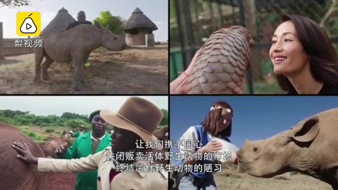 野生救援公益宣传片:严惩非法捕杀和交易野生动物
