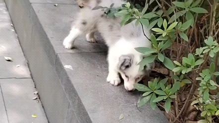 ...为本。全国自提或包邮!年龄:2个月(适合培养生活常规和各种指令口号)