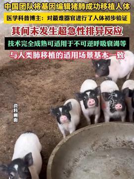 ...猪肺移植人体 医学科普博主:对最难器官进行了人体初步验证(九派新闻)