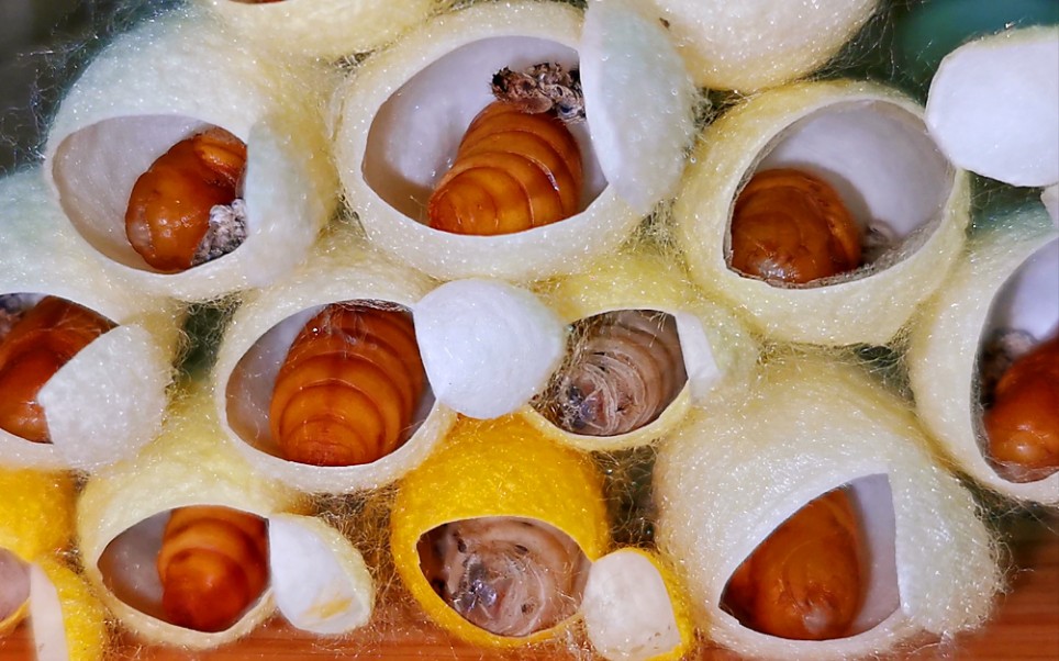 给从小养大的蚕宝宝“开刀”!切开蚕茧取蛹,贼好玩～