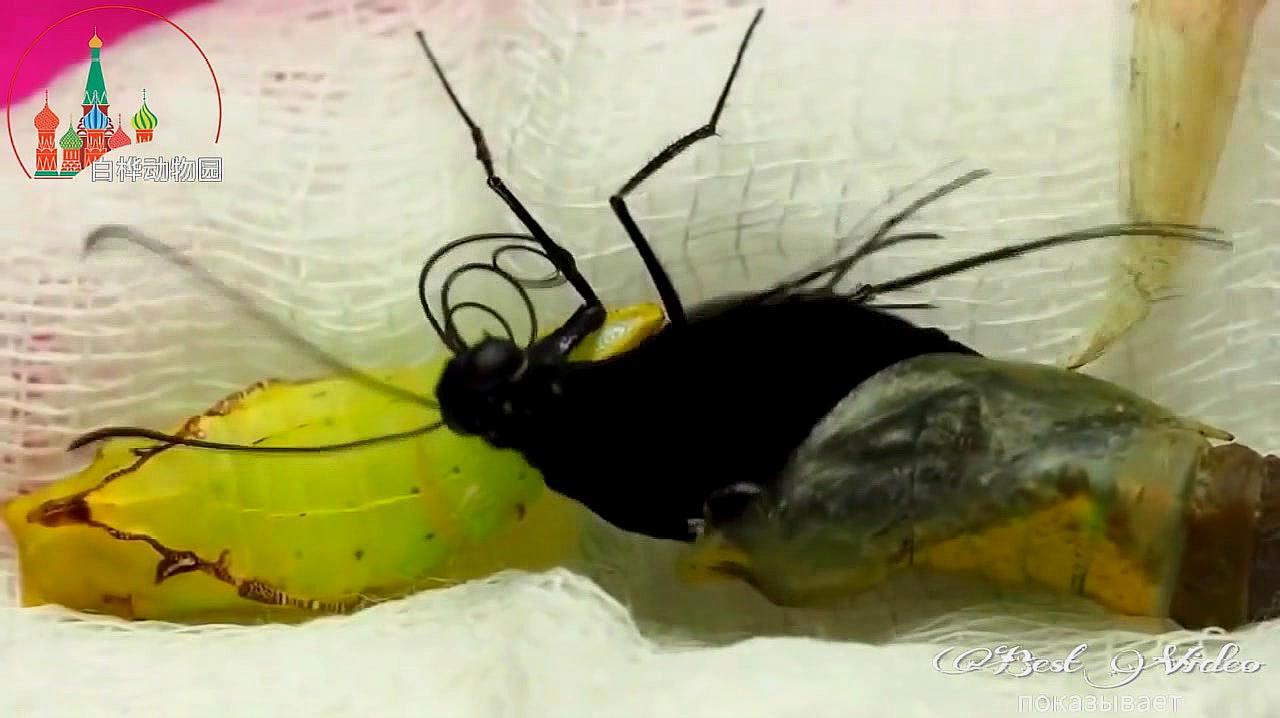 真正的"破茧成蝶"!蝴蝶破茧而出的那一刻太让人激动了