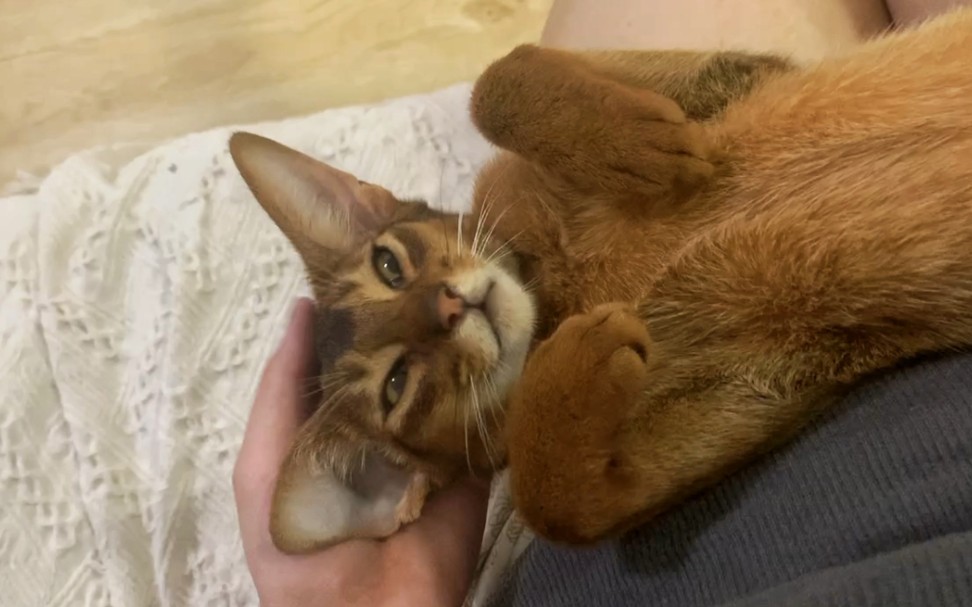 1分钟让你感受阿比有多粘人,走到哪儿跟到哪!