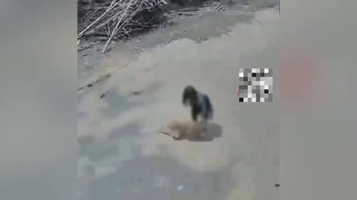 小女孩遭邻居家狗疯狂扑咬伤口触目惊心