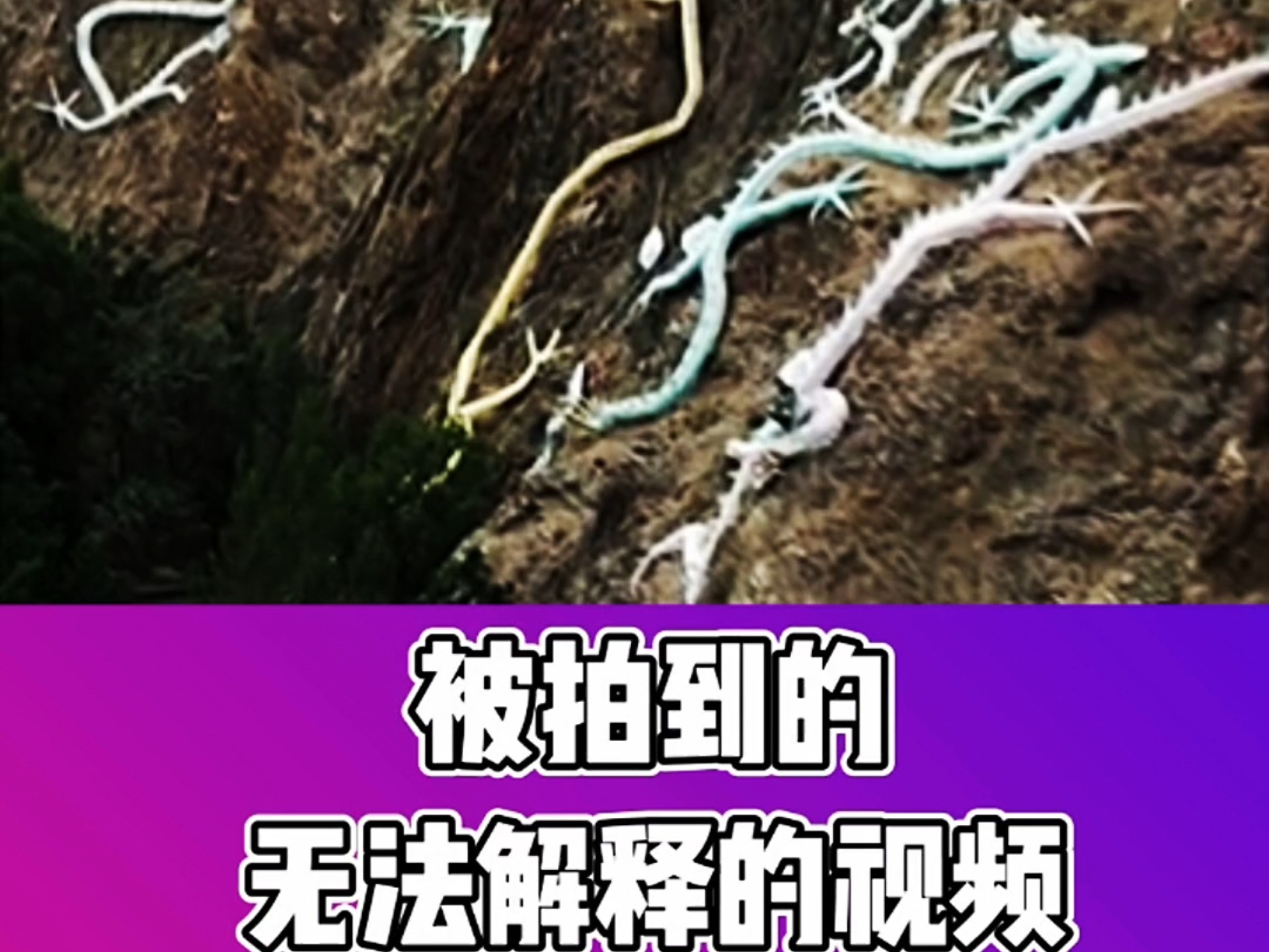 注意看 拍到龙了