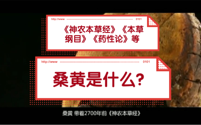 桑黄的功效|从古至今的医学著作对桑黄的记载