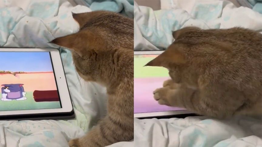 猫咪看动画片《猫和老鼠》,杰瑞一出场猫咪一个生扑:汤姆笨死了