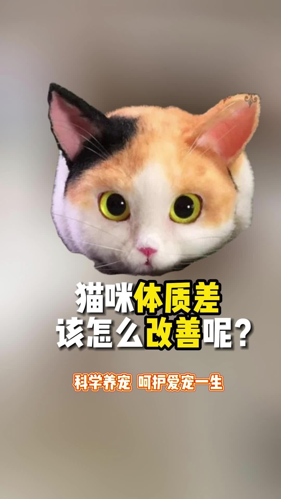 猫咪体质差该怎么改善呢?#宠物医生在线问诊 #萌宠 #宠物 #猫咪