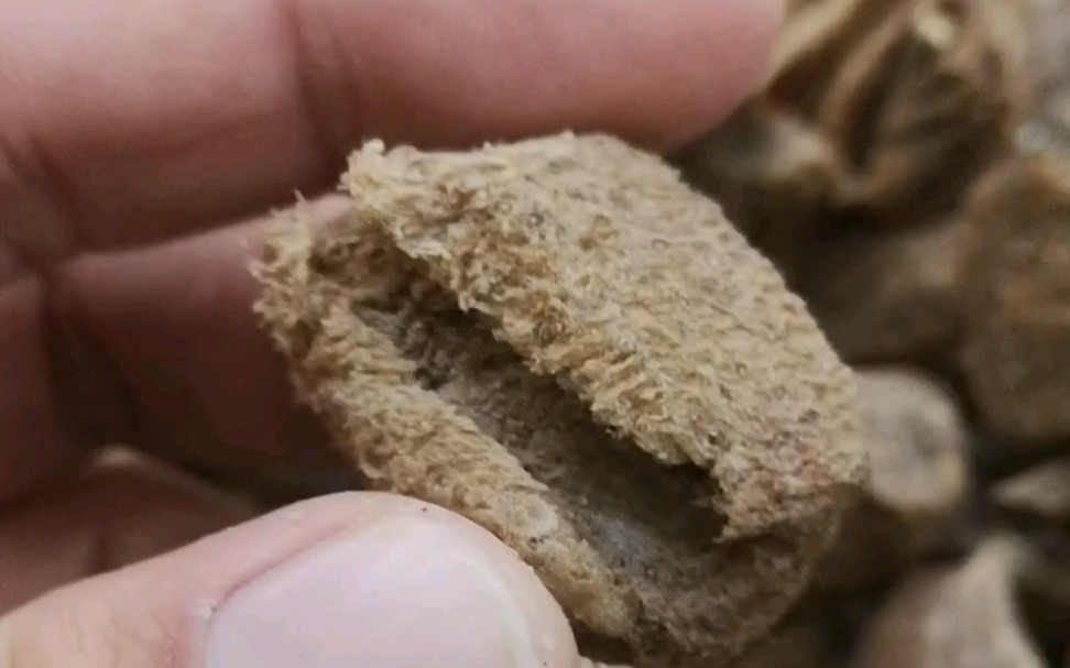 壮阳效果更好,但很少人知道的一味中药～桑螵蛸,螳螂的卵鞘
