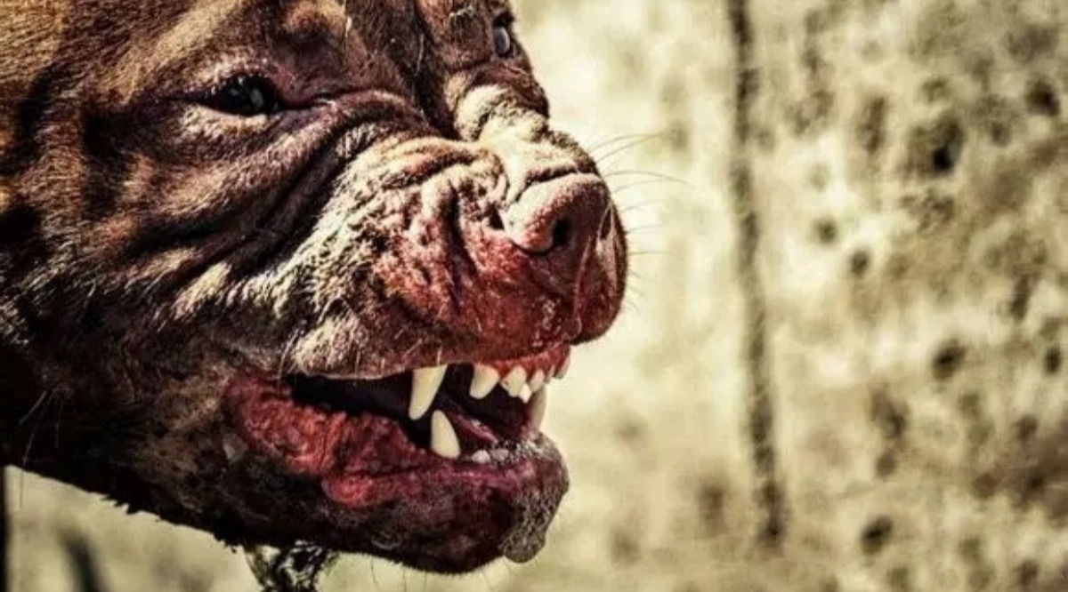 男孩被狗咬,打了狂犬疫苗还死了,原来狂犬疫苗也救不了所有人!