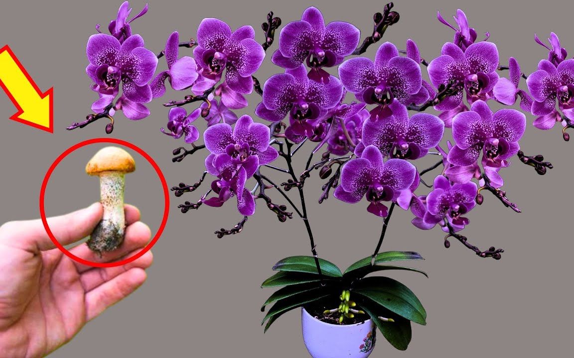 我每月用一个,没想到蝴蝶兰的生长速度比蘑菇快300倍疯狂开花