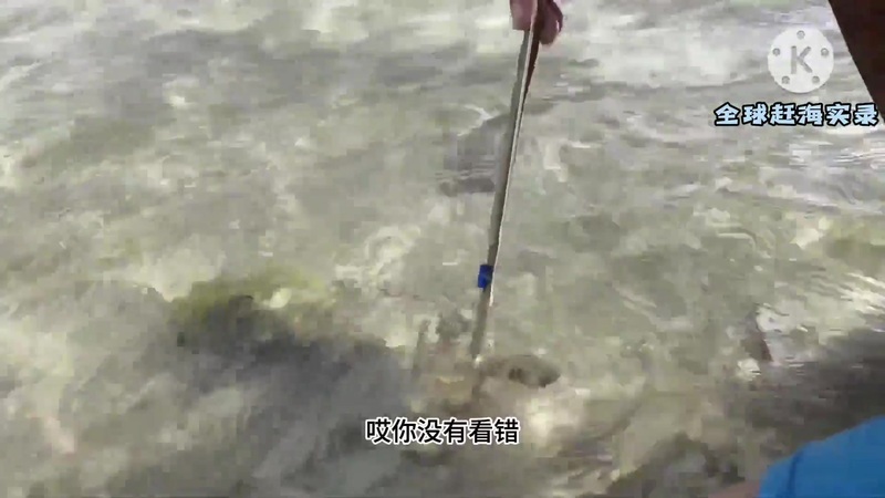 抓巨型皮皮虾王,国外渔民做自动陷阱捕获器,抓胳膊粗的虾蛄