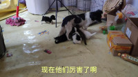 流浪狗生的狗崽满月了,跑得满地都是,虽然是串串但是一样的可爱