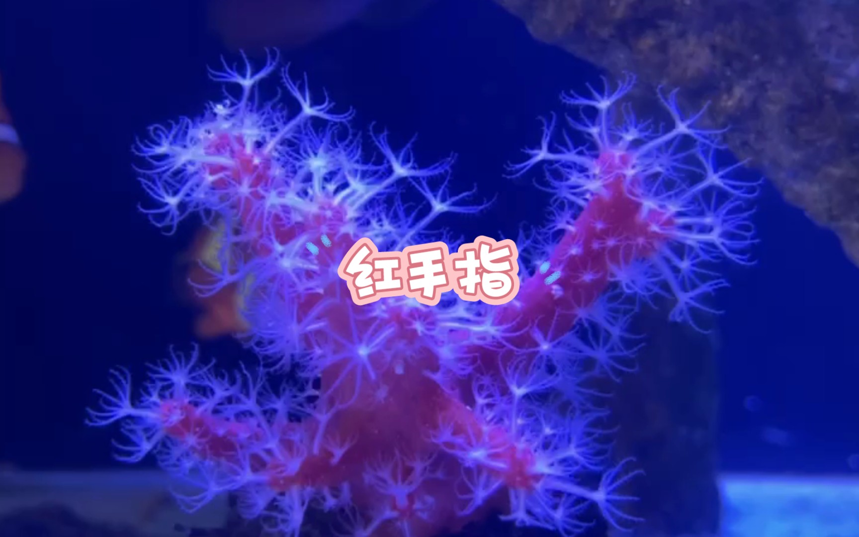 想不到素材了哈哈,今天来看看朋友缸里的红手指