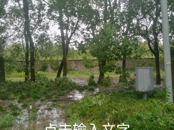上海最强台风,路面积水,交通设施停电,大树连根拔起,一片狼藉