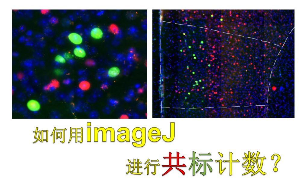 ImageJ共标计数操作演示