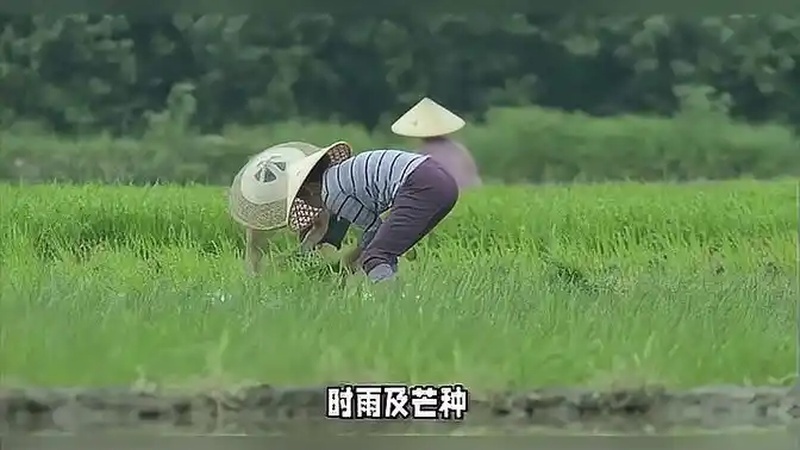 老话“下午芒种,旱死老牛”,明日芒种几点?上午还是下午早知