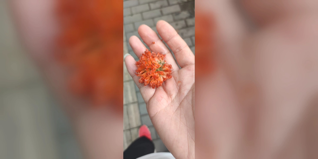 看到了一颗母的构树,正好果实成熟了,他的子就是中药材楮实子。