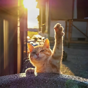 咕噜侠本侠 