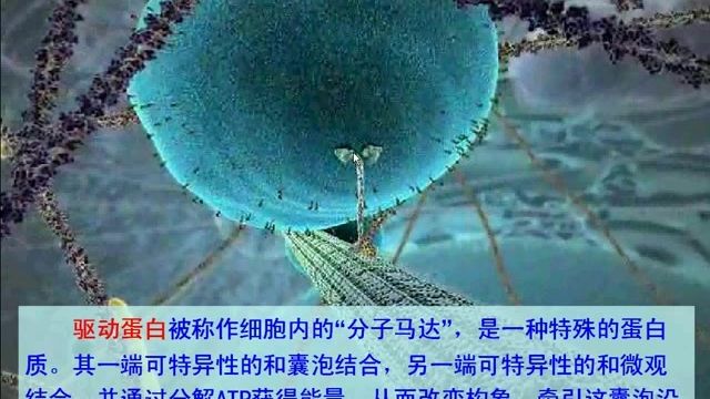 高中生物一轮复习——(细胞器二)细胞内部的生命活动