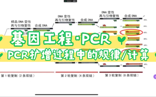 【高中生物·基因工程】PCR扩增过程中的规律/计算讲解(偏自用)