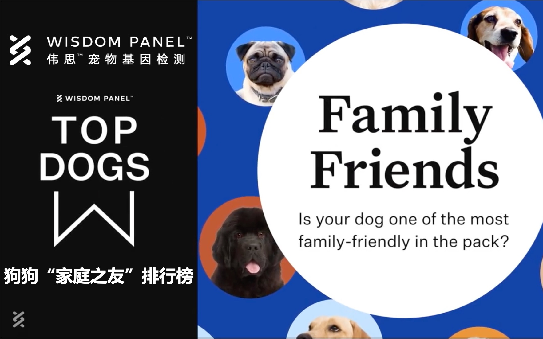 什么样的狗狗最适合家庭饲养?伟思宠物基因Wisdom Panel-狗狗家庭...