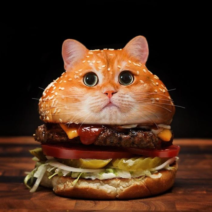 酷猫世界 