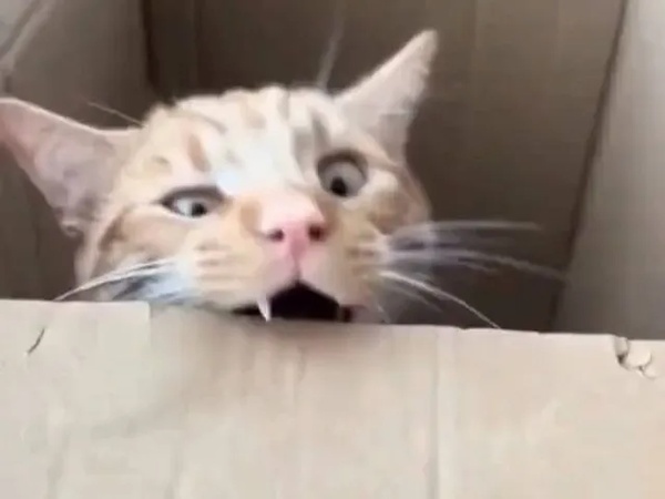 “猫猫订书机”,谁用谁知道!