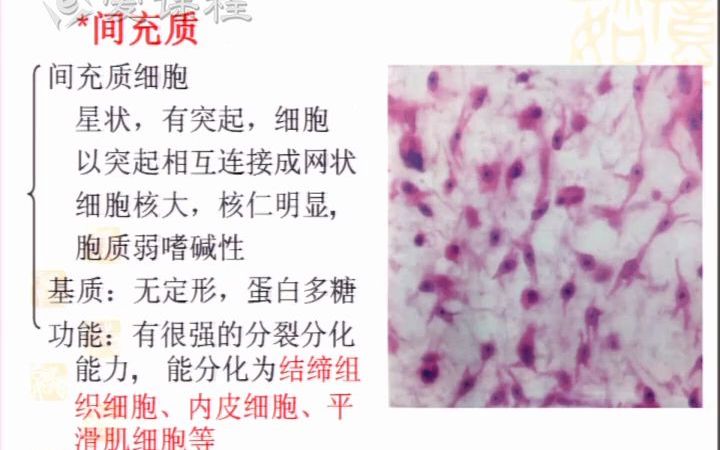8-1-4固有结缔组织(一)
