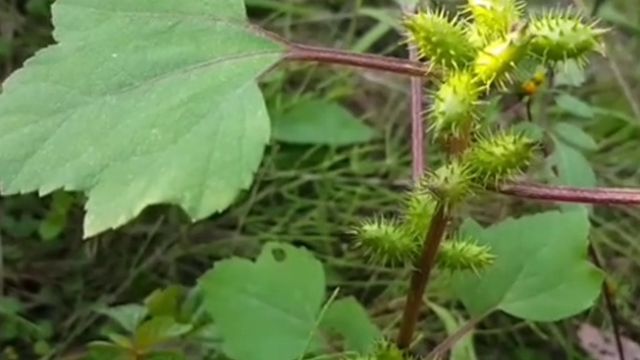 苍耳子作用大,缓解高血压、高血糖,还能止咳,厉害了!