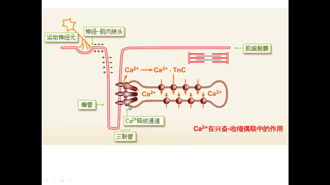 【高中生物】神经系统的结构与功能