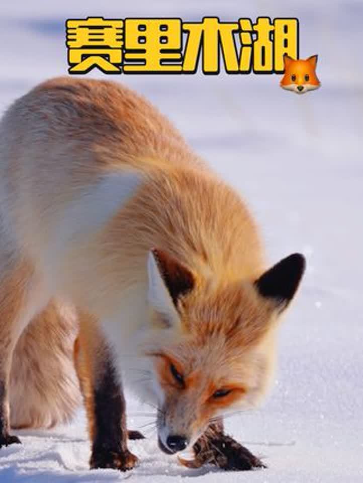 赛里木湖偶遇狐狸 你知道这只狐狸最后的动作是在干什么吗#冬日...