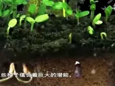 世博英国馆设计理念