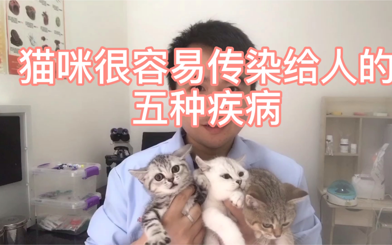 猫咪容易传染给人的五种疾病,你了解吗