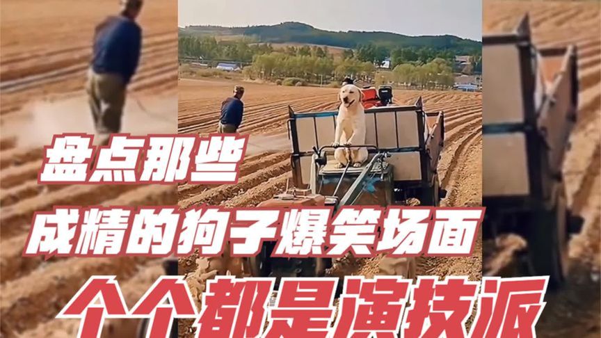 盘点动物成精搞笑名场面,狗狗打架没打赢嗷嗷痛哭,自尊心太强