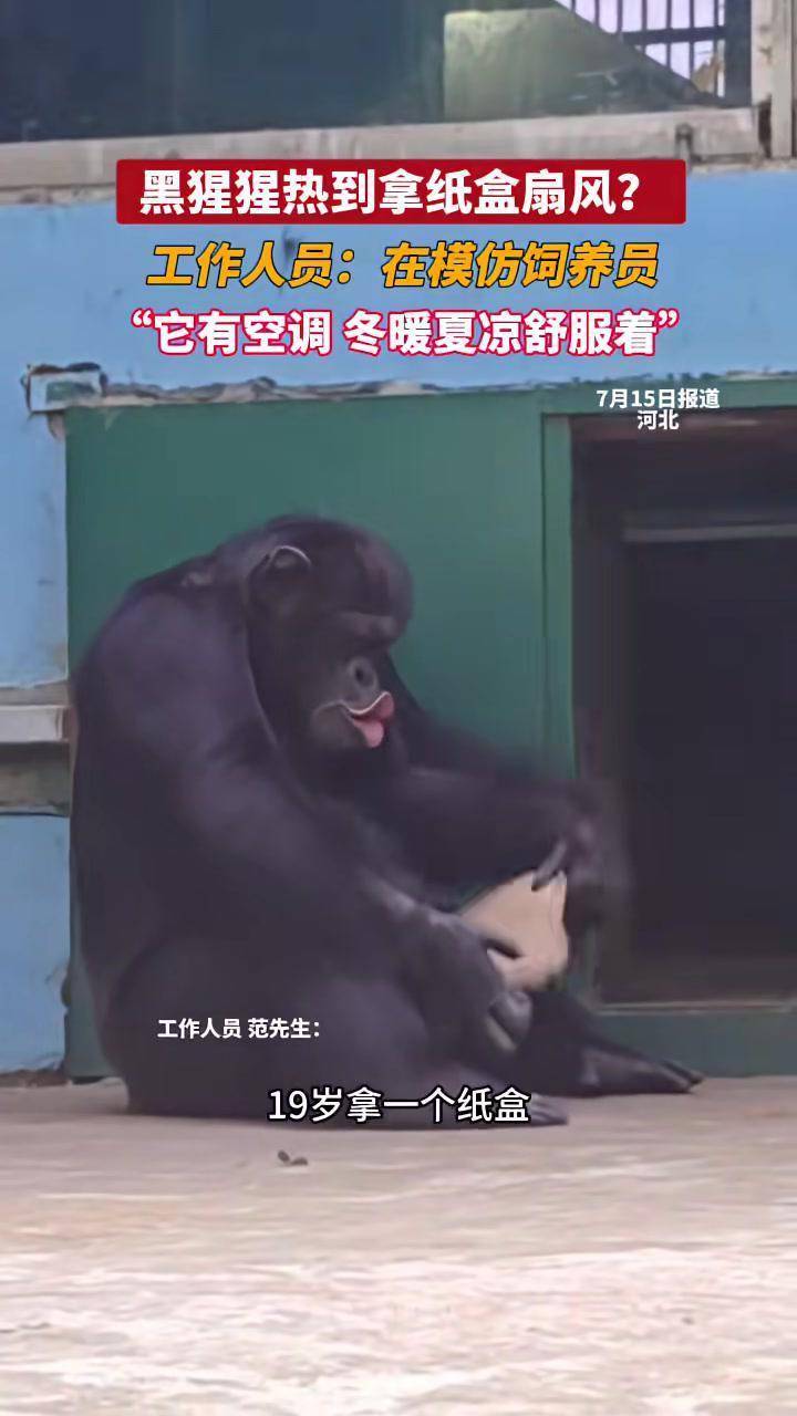 黑猩猩热到拿纸盒扇风?工作人员:在模仿饲养员"它有空调冬暖夏凉很...