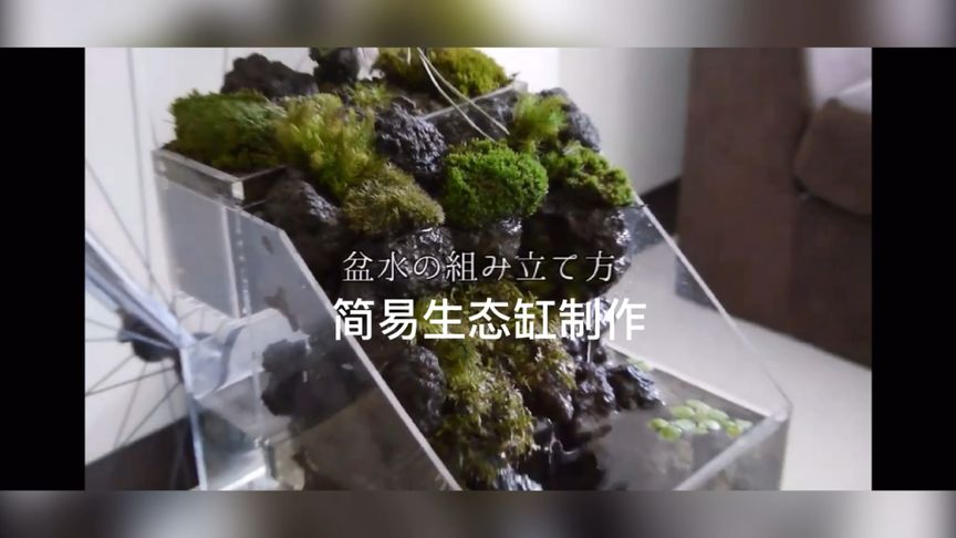 日本造景师超简易景观生态缸制作步骤
