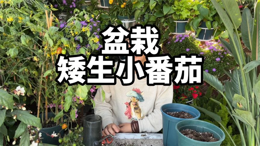 家庭盆栽矮生小番茄的种植方法,收到货后番茄小苗栽种注意事项