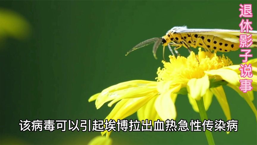 人类历史上有哪些最可怕的病毒?目前有消灭的吗?