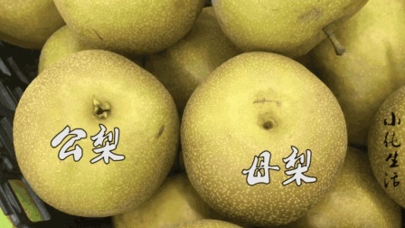 梨子也有公母之分,看准这个地方,轻松选到又甜又脆的母梨