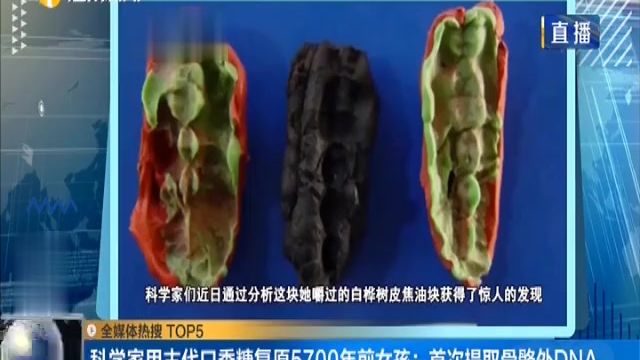 科学家通过分析白桦树皮焦友块获得许多5700年前的发现