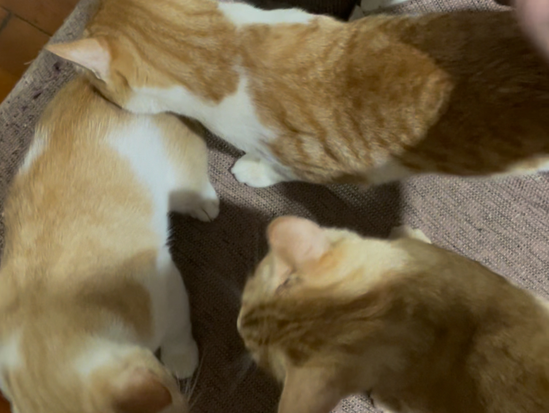 三角形是最稳固的结构