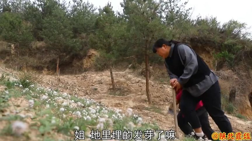 陕北霞姐:从留守妇女逆袭为美食一姐,月入十万买房买车,真赞