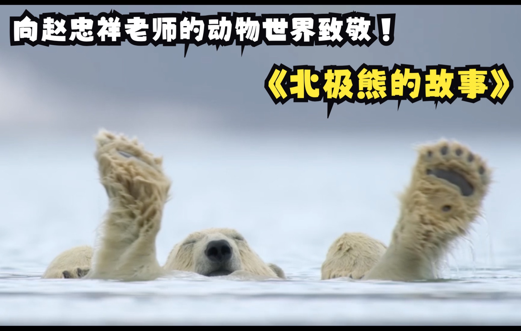 北极熊的故事,向赵忠祥老师的动物世界致敬